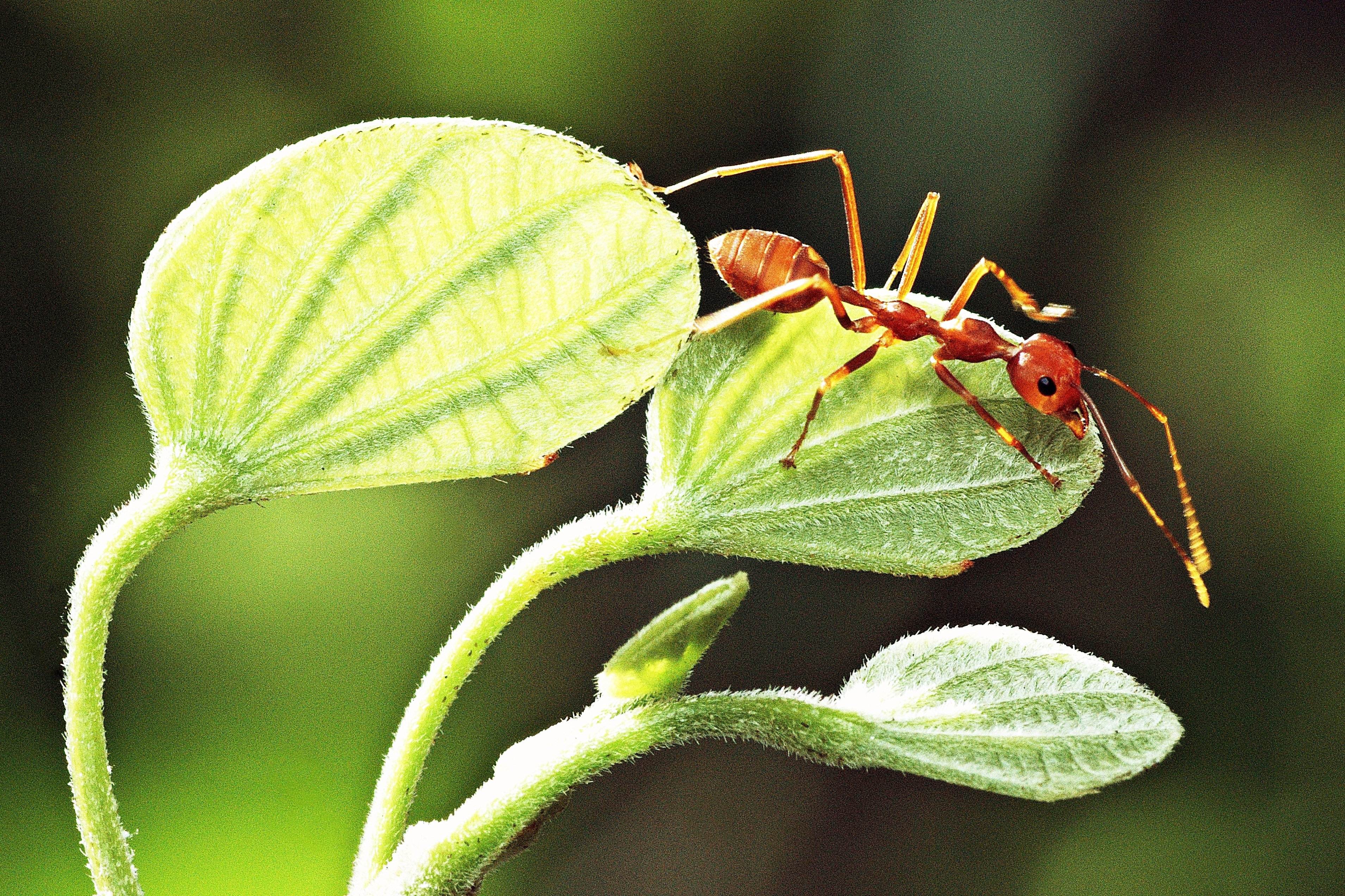 Your guide to managing common garden pests | Kawasaki Engines