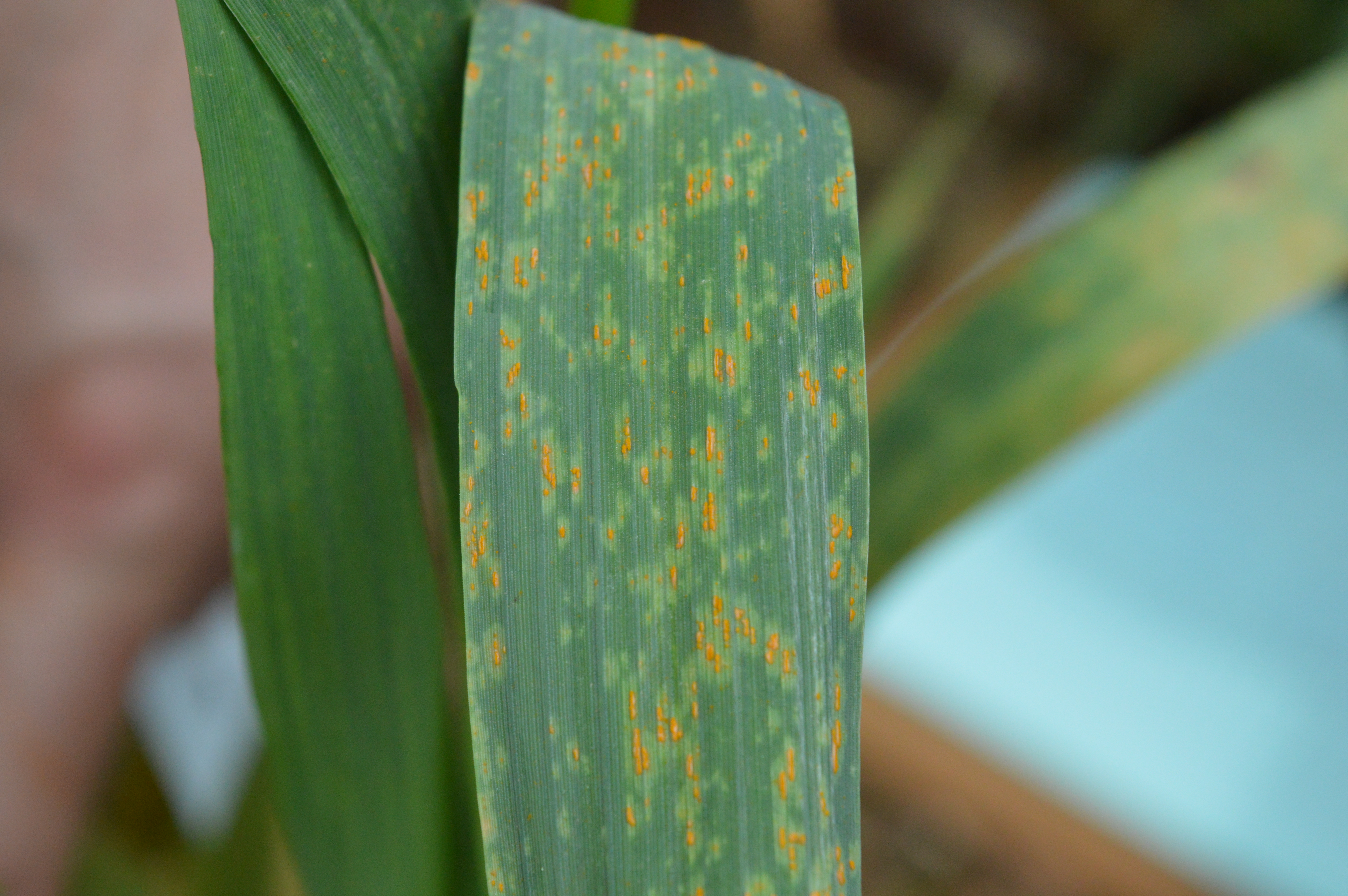 Your handy guide to lawn diseases in Europe | Kawasaki Engines