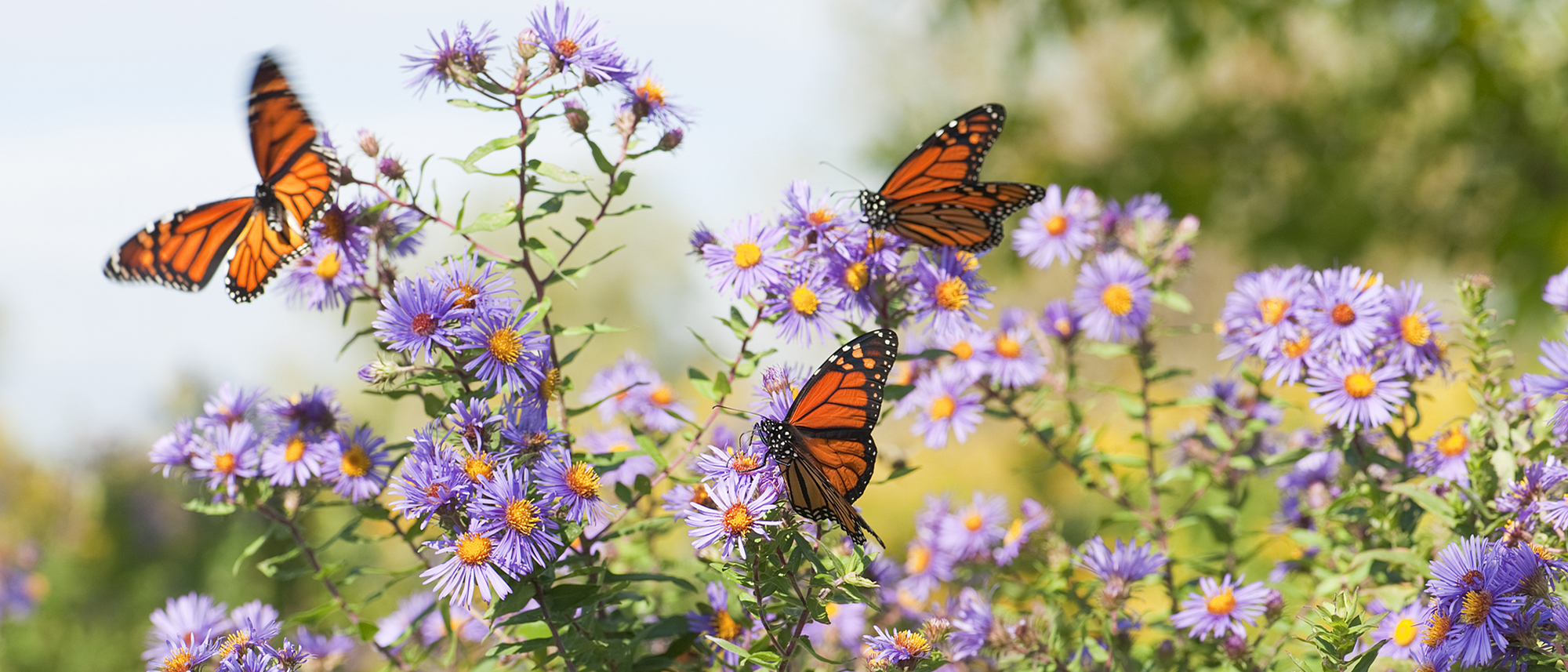 How does rewilding impact landscaping professionals? | Kawasaki Engines
